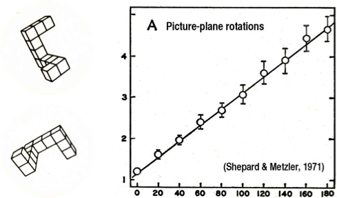 Mental rotation | 100 things Wiki | Fandom