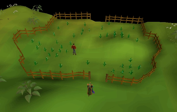 Flax field | Old School RuneScape Wiki | Fandom