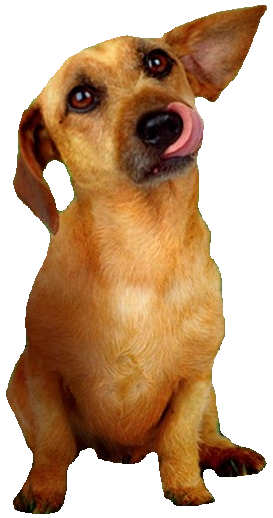 Odie | 20th Century Fox Wiki | Fandom