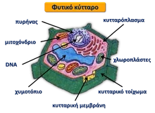 ΚΥΤΤΑΡΟ | 21dimkalkseWiki | Fandom