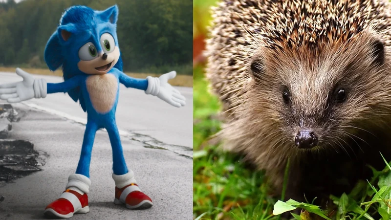 What Does Sonic The Hedgehog Get Right About Actual Hedgehogs? | Fandom