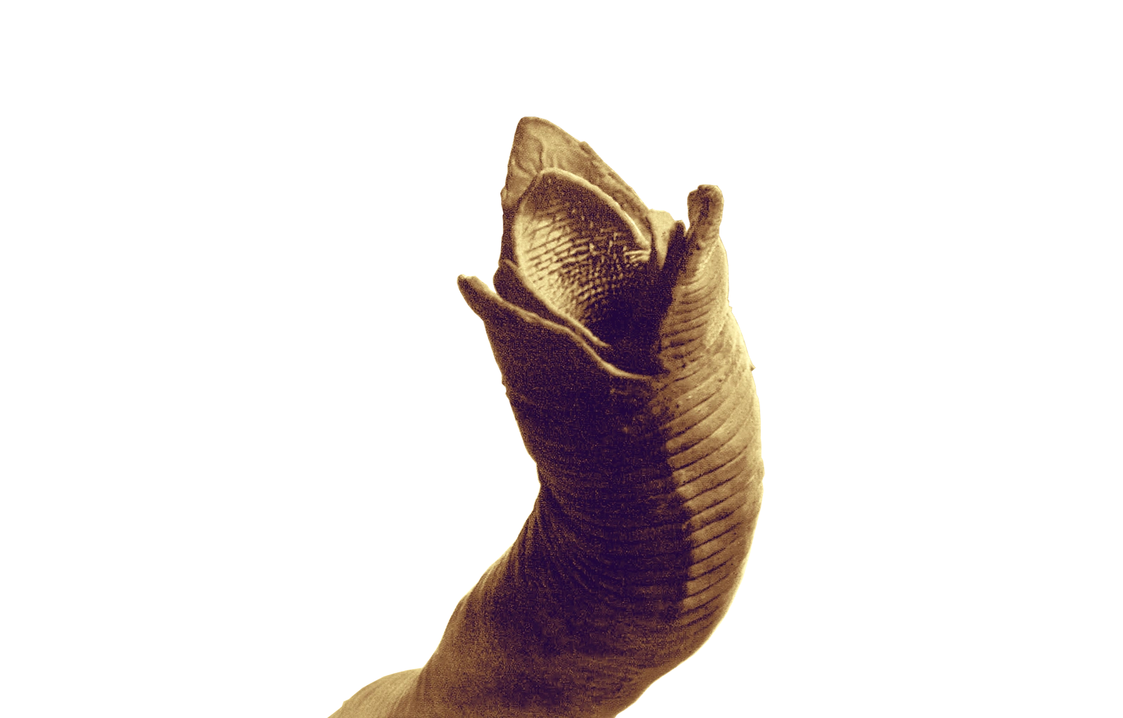 Everything To Know About Dune | Fandom