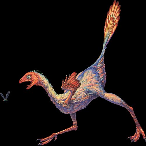 Caudipteryx Wiki Acam Fandom Powered By Wikia