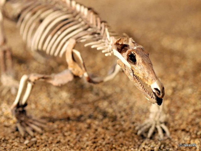 Procynosuchus | Wiki ACAM | FANDOM powered by Wikia