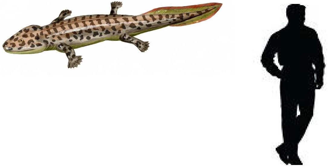 Acanthostega | Wiki ACAM | FANDOM powered by Wikia