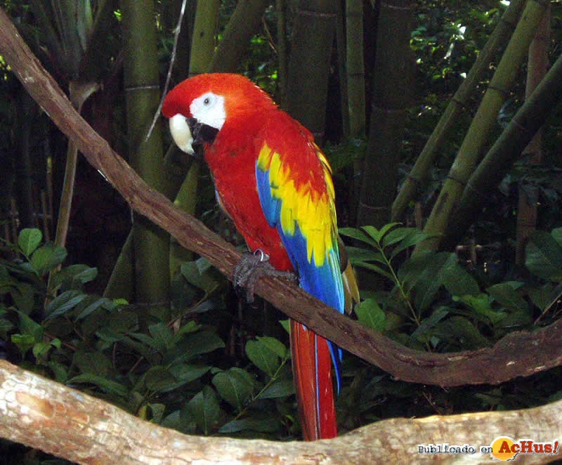 Loro | Wiki ACAM | FANDOM powered by Wikia