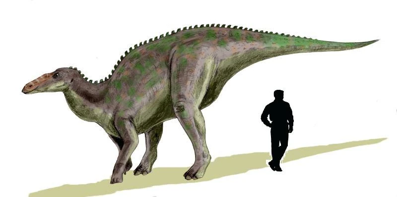 Categoría:Hadrosáuridos | Wiki ACAM | FANDOM powered by Wikia