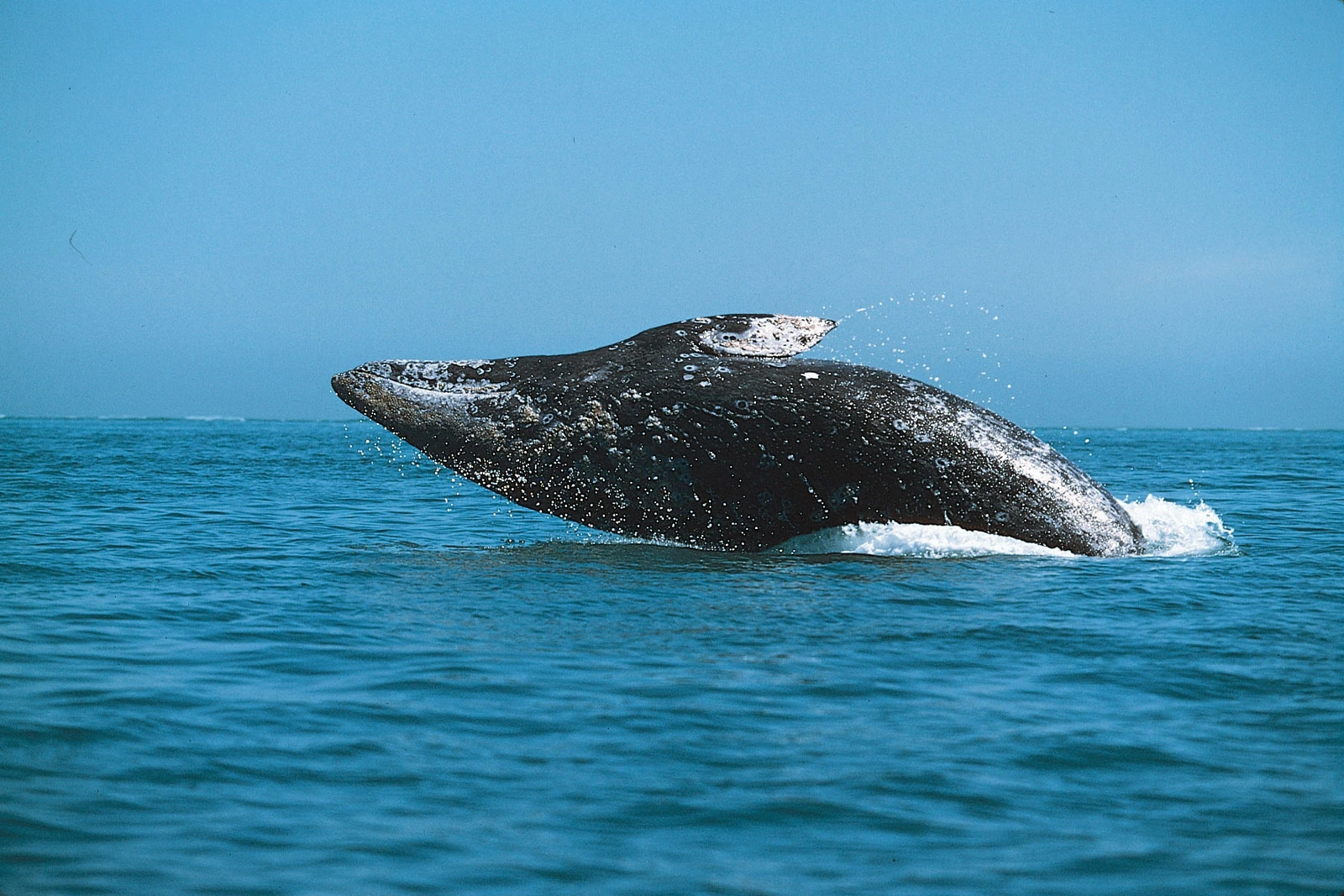 Ballena gris | Wiki ACAM | FANDOM powered by Wikia