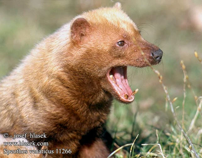 Perro de monte | Wiki ACAM | FANDOM powered by Wikia