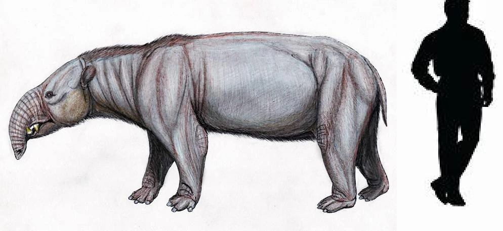 Imagen - Astrapotherium.jpg | Wiki ACAM | FANDOM powered by Wikia