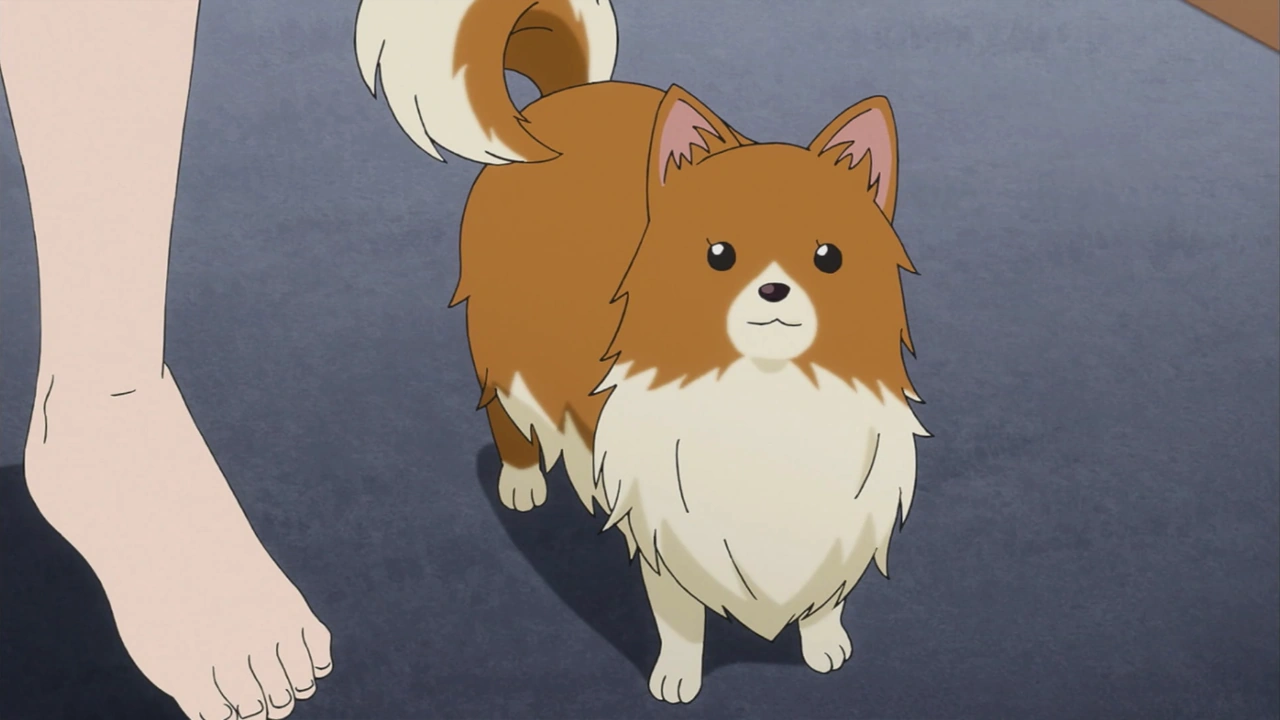 Missile (Pomeranian) | Ace Attorney Wiki | Fandom