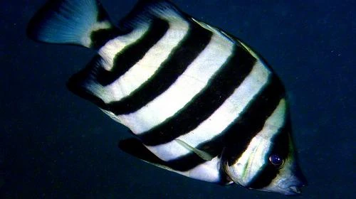 Barred Knifejaw | Animal Crossing: New Leaf Wiki | Fandom