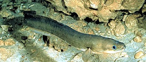 Eel | Animal Crossing: New Leaf Wiki | Fandom