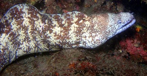 Moray Eel | Animal Crossing: New Leaf Wiki | Fandom