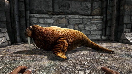 Walrus | Additional Creatures Wiki | FANDOM powered by Wikia