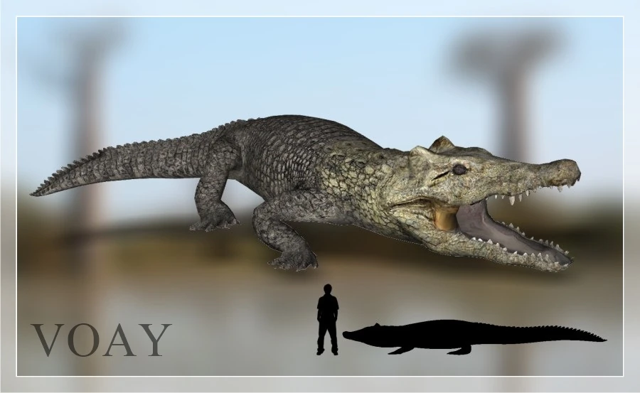 Voay | Additional Creatures Wiki | Fandom