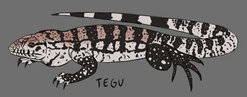 Tegu | Additional Creatures Wiki | Fandom