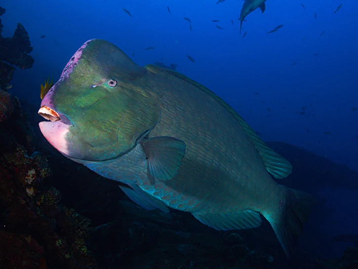 Green Humphead Parrotfish | Additional Creatures Wiki | Fandom