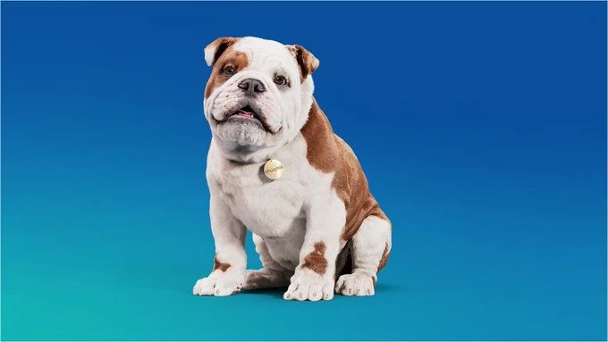 Churchill | The Ad Mascot Wiki | Fandom