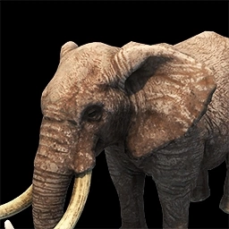 Elephant | Age of Empires Series Wiki | Fandom