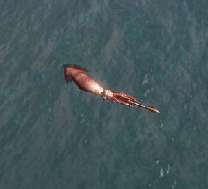 Squid | Age of Empires Series Wiki | Fandom