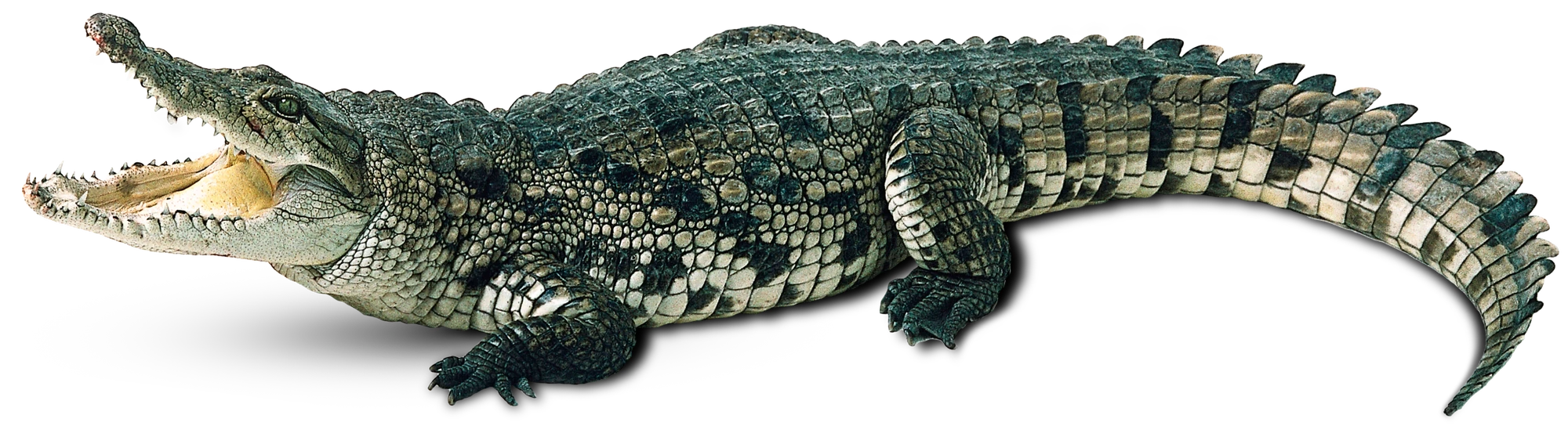 Cocodrilo | Agustin Sepulveda Fanon Wiki | Fandom