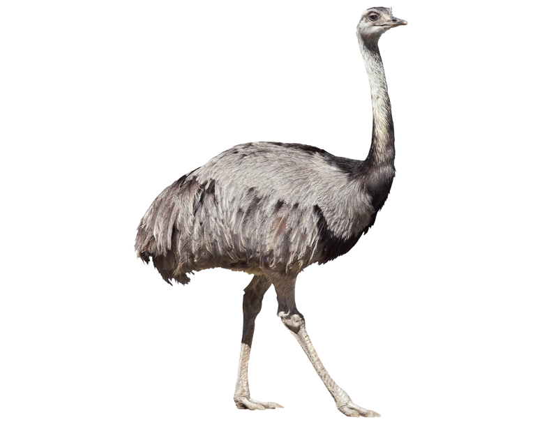 Ñandú | Agustin Sepulveda Fanon Wiki | Fandom