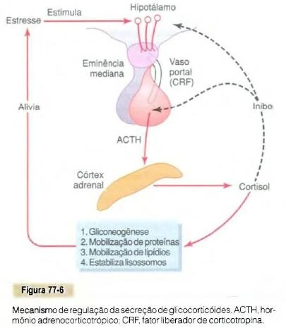 Hormônios Adrenocorticais | Wiki AIA 13-17 | Fandom