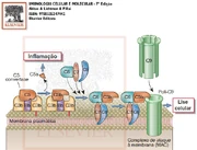 Sistema Complemento - Via Clássica | Wiki AIA 13-17 | Fandom