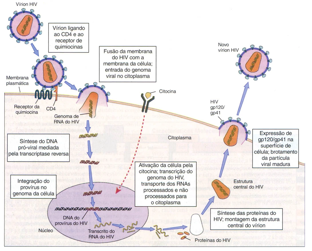 HIV - Vírus da AIDS | Wiki AIA 13-17 | Fandom