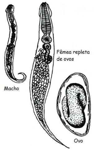 Enterobíase ou oxiuríase | Wiki AIA 13-17 | FANDOM powered by Wikia