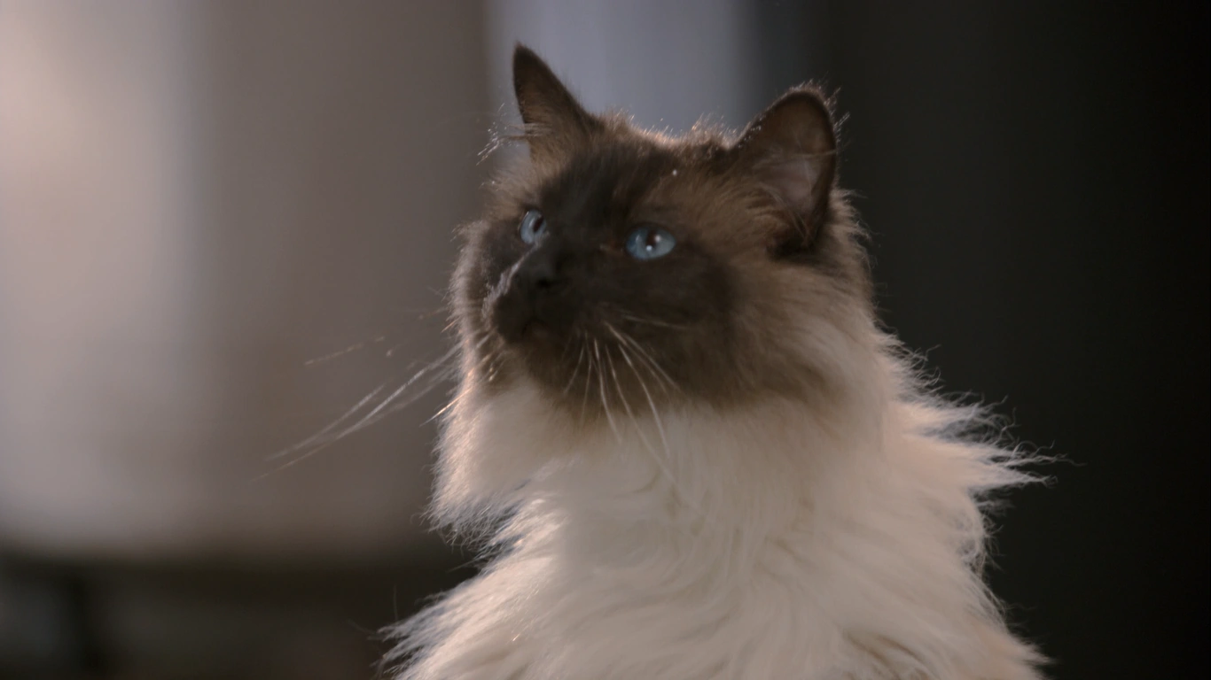 Miss Mittens | Air Bud Wiki | Fandom