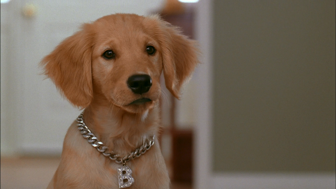 B-Dawg | Air Bud Wiki | FANDOM powered by Wikia