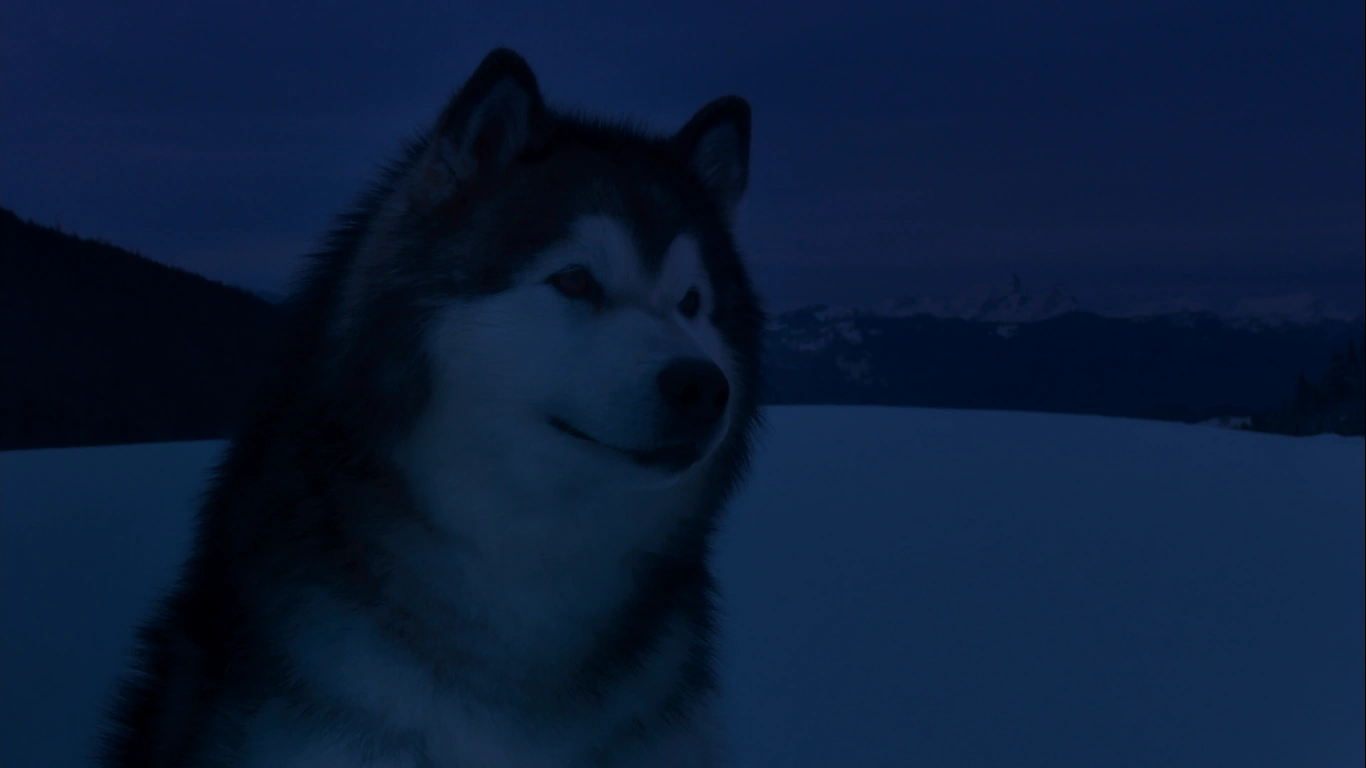 Talon | Air Bud Wiki | Fandom