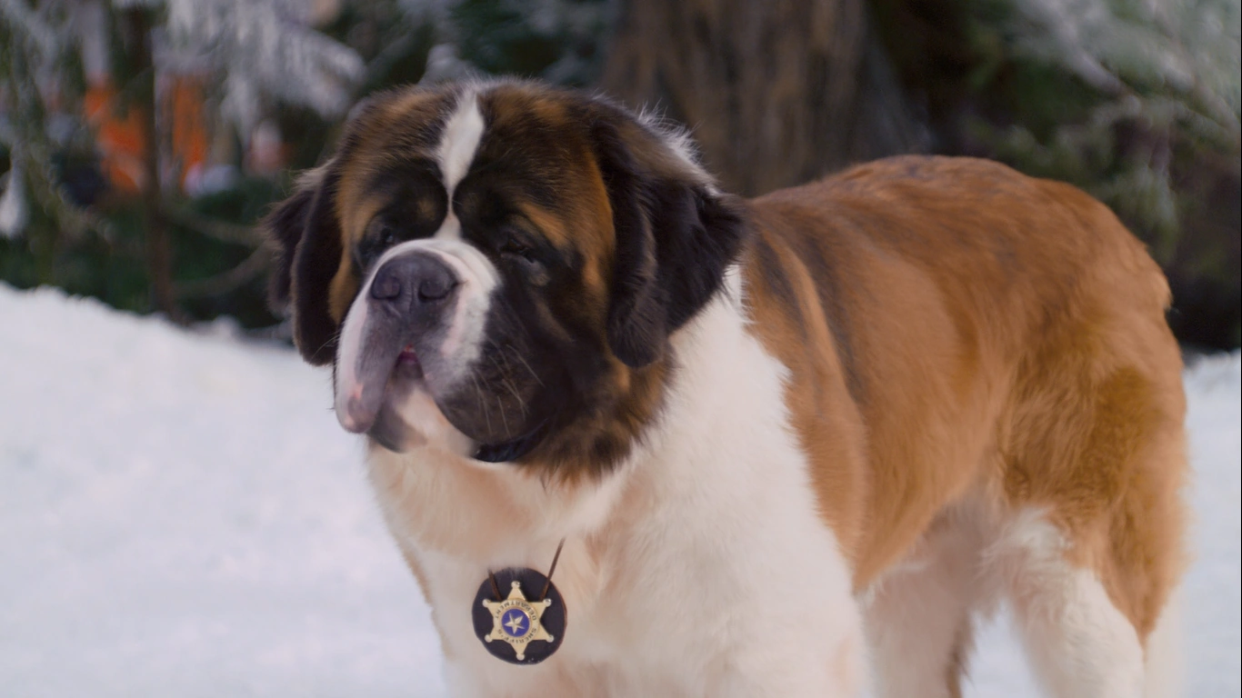 Bernie | Air Bud Wiki | Fandom