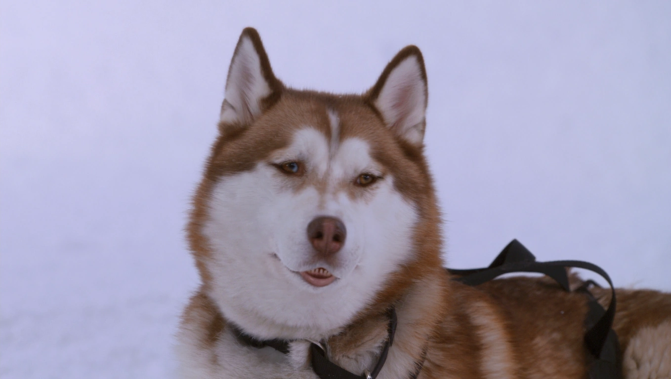 Phillipe | Air Bud Wiki | Fandom