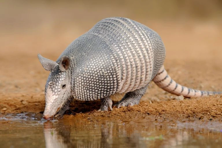 Xenarthra | Animal Jam Fanon Wiki | FANDOM powered by Wikia