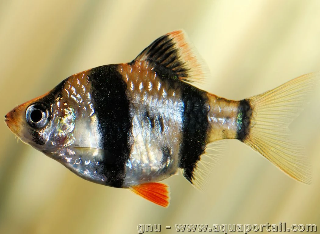 Tetrazona | Akvaristika Wikia | Fandom