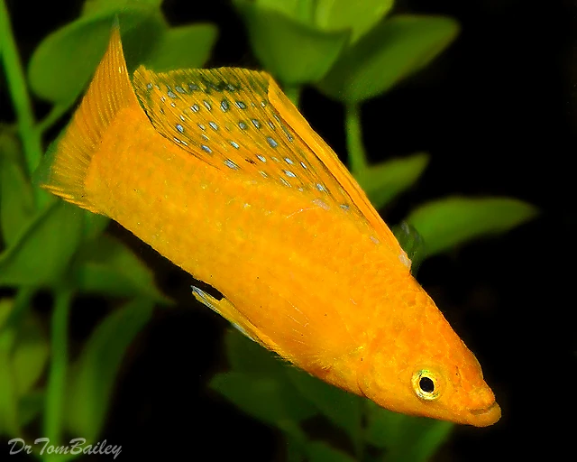 Moli | Akvaristika Wikia | Fandom