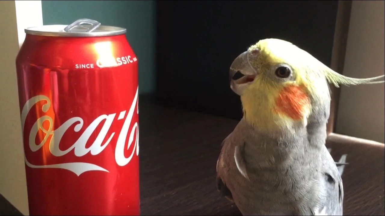 Alex | Alex the Honking Bird Wiki | Fandom