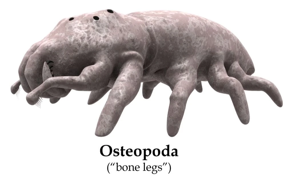 Osteopoda | Alien Biospheres - Biblaridion Wiki | Fandom
