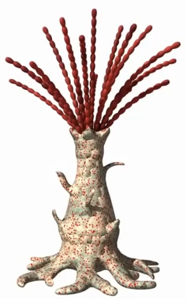 Nodophyta | Alien Biospheres - Biblaridion Wiki | Fandom