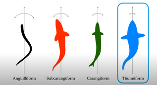 Aquatic locomotion | Alien Biospheres - Biblaridion Wiki | Fandom