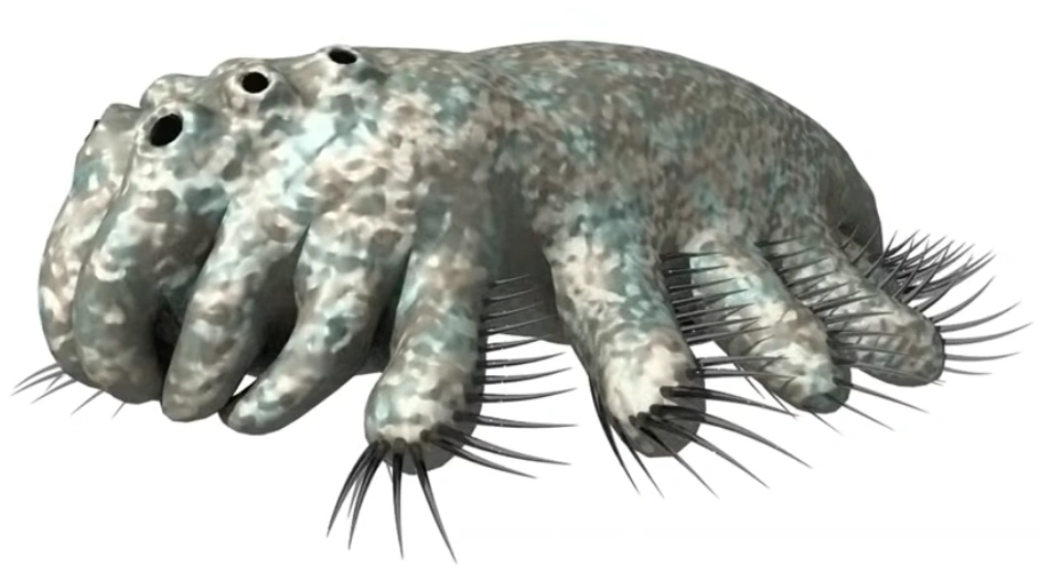 Metaxypoda | Alien Biospheres - Biblaridion Wiki | Fandom