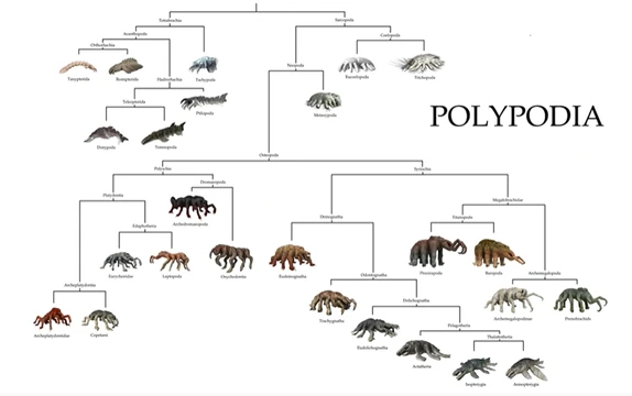 Polypodia | Alien Biospheres - Biblaridion Wiki | Fandom