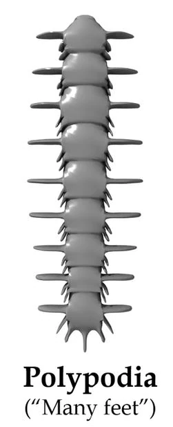 Polypodia | Alien Biospheres - Biblaridion Wiki | Fandom