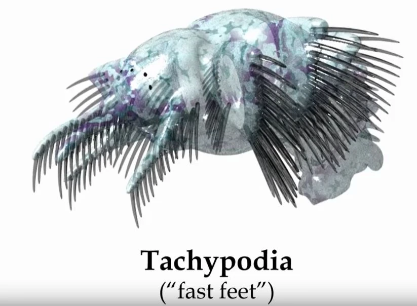 Tachypodia | Alien Biospheres - Biblaridion Wiki | Fandom