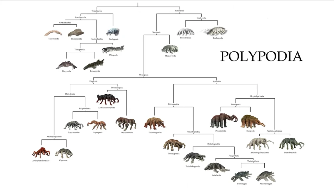 Category:Polypodia | Alien Biospheres - Biblaridion Wiki | Fandom