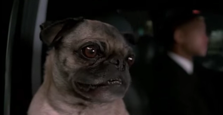Frank the Pug | Alien Wiki | FANDOM powered by Wikia