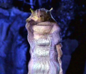 Wraith (Star Trek) | Alien Species | Fandom